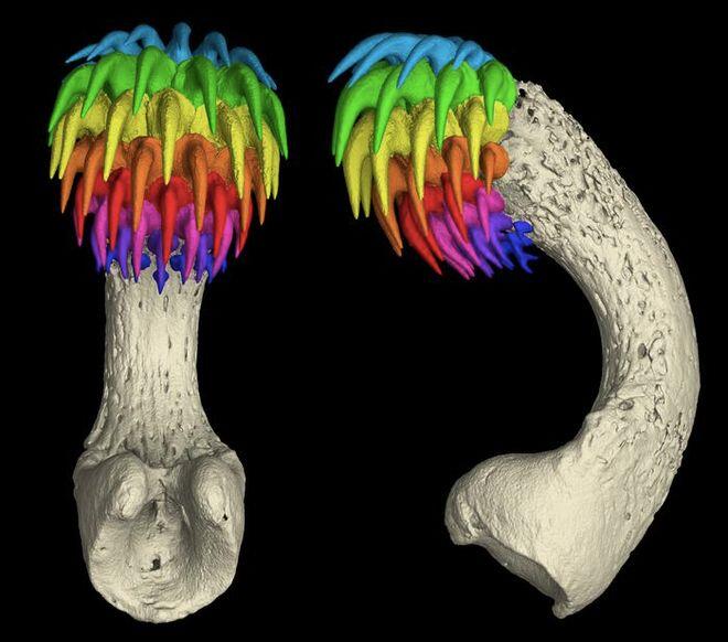 Ghost Sharks Grow Retractable Teeth Out of Their Forehead – Not to Eat ...