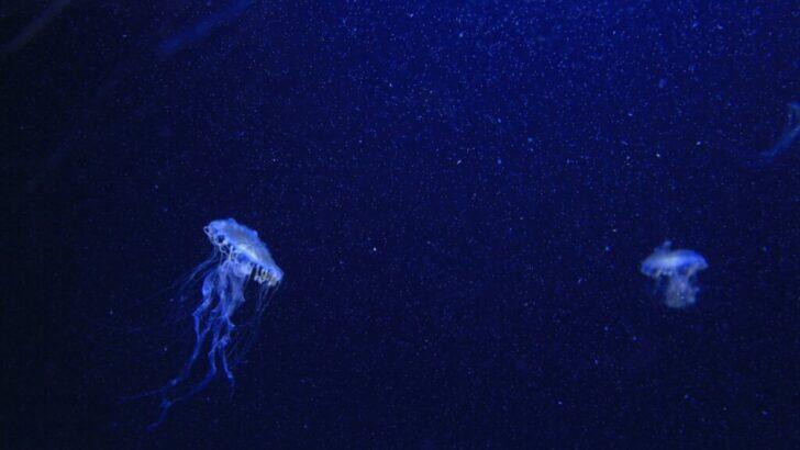 What Lurks in the Twilight Zone? The Mysterious Mid-Ocean Layer - NewsBreak