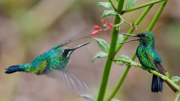 15 Birds With the Most Unusual Mating Dances - NewsBreak