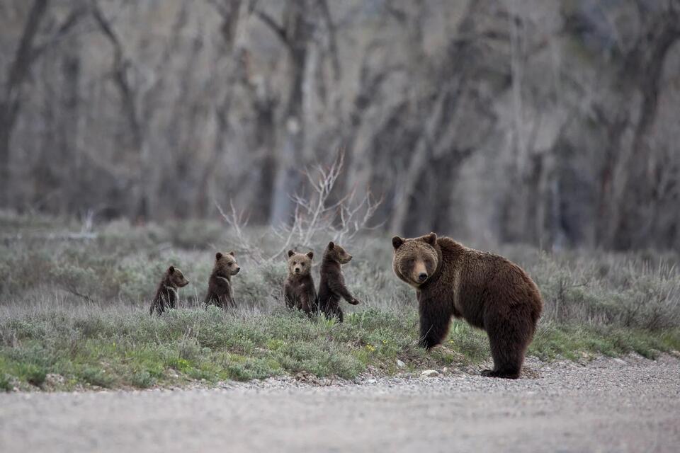 One year later: Grizzly 399’s legacy lives on across the world - NewsBreak