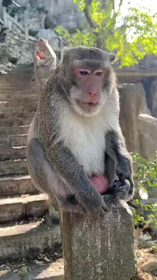 Monkey is so good at cracking walnuts. - NewsBreak