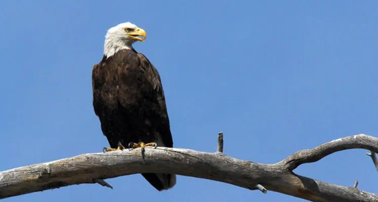 Learn about Arizona’s bald eagles at Game and Fish 2026 White Mountain ...