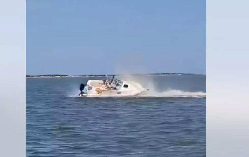 Watch Whale Knock Person Into Water In Barnegat Bay - NewsBreak