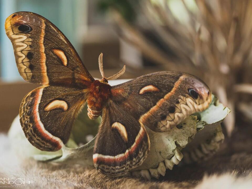 Autism-friendly museum celebrates bugs, taxidermy, art