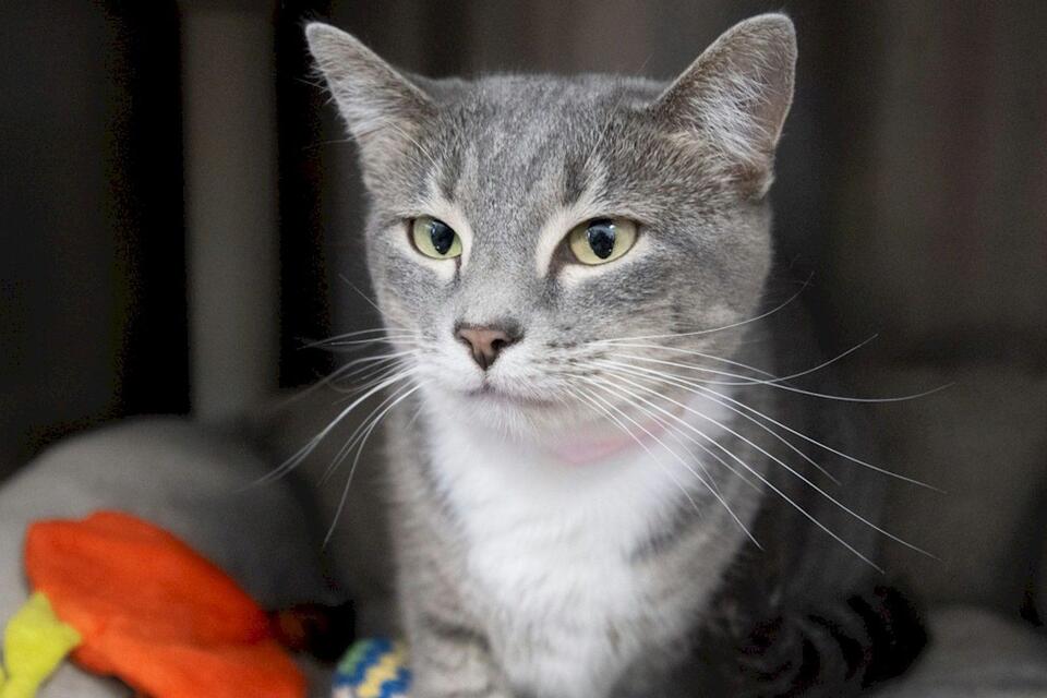 Lentil’s Cooking Up Cuddles at Tri-County Humane Society - NewsBreak