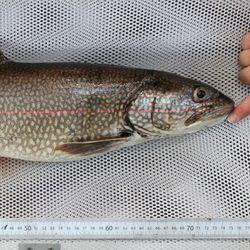 Mary Catherine: Oldest-Known Lake Trout Discovered In Great Lakes At 62 ...