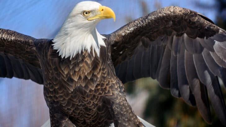 15 Reasons the Bald Eagle Is More Than Just a Symbol - NewsBreak