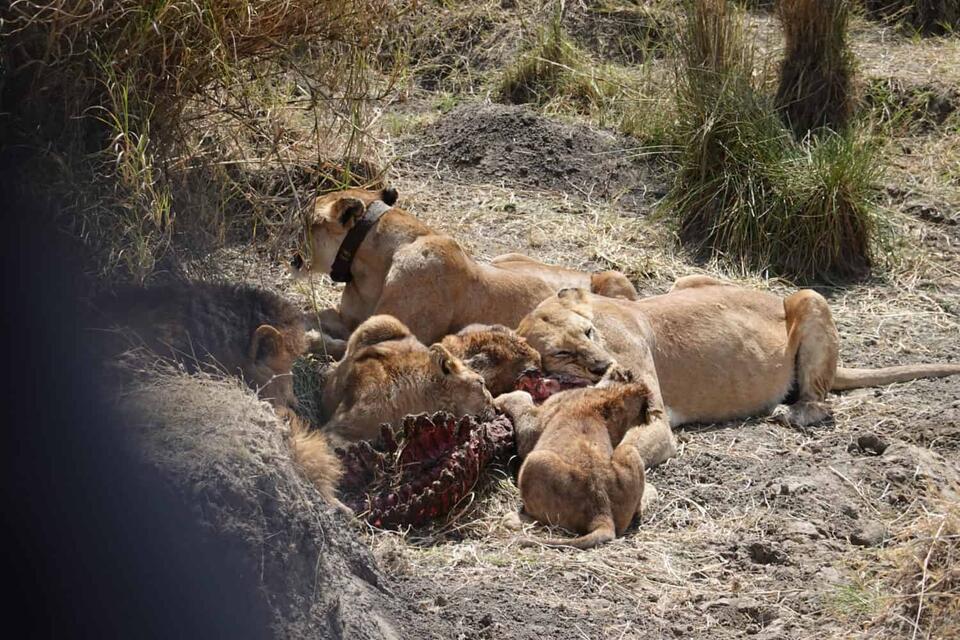 How Do Lions Hunt? Understanding Their Most Common Tactics - NewsBreak