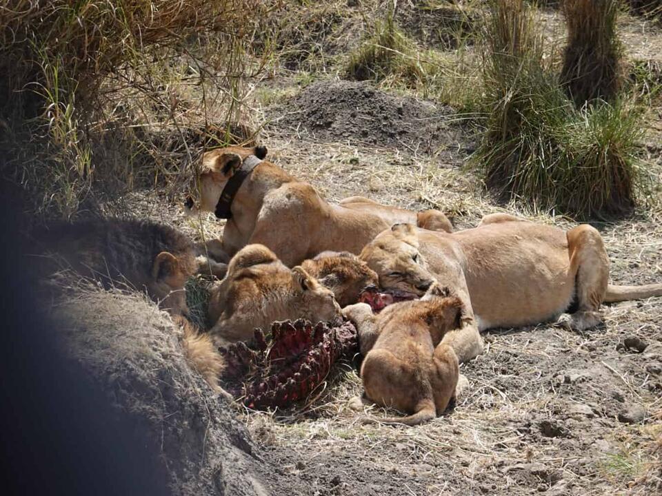How Do Lions Hunt? Understanding Their Most Common Tactics