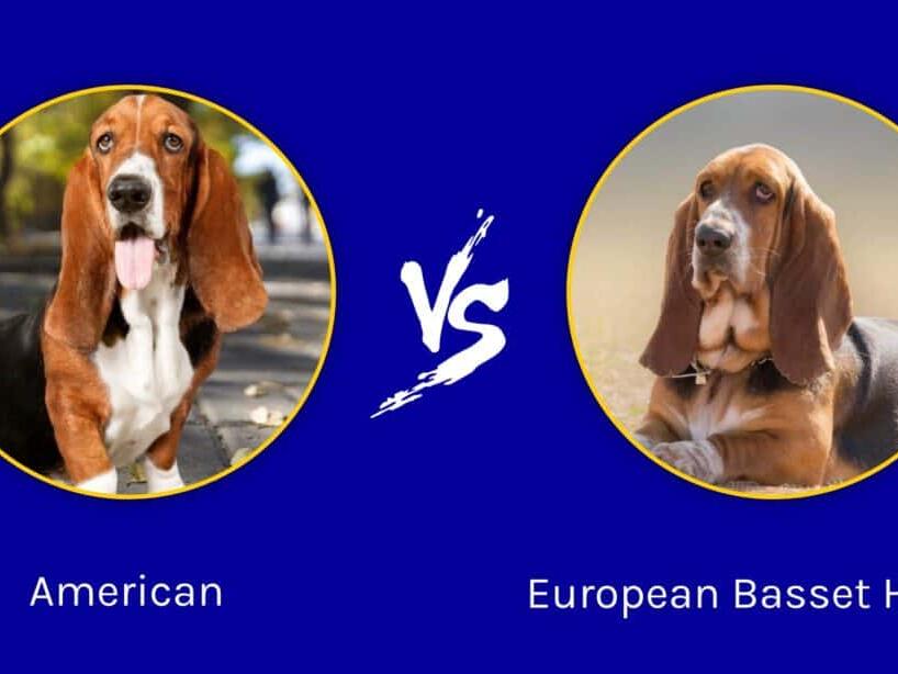 American vs European Basset Hound: Is There a Difference?