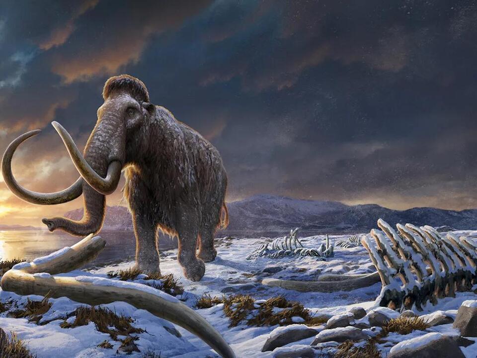 The last woolly mammoths offer new clues to why the species went extinct