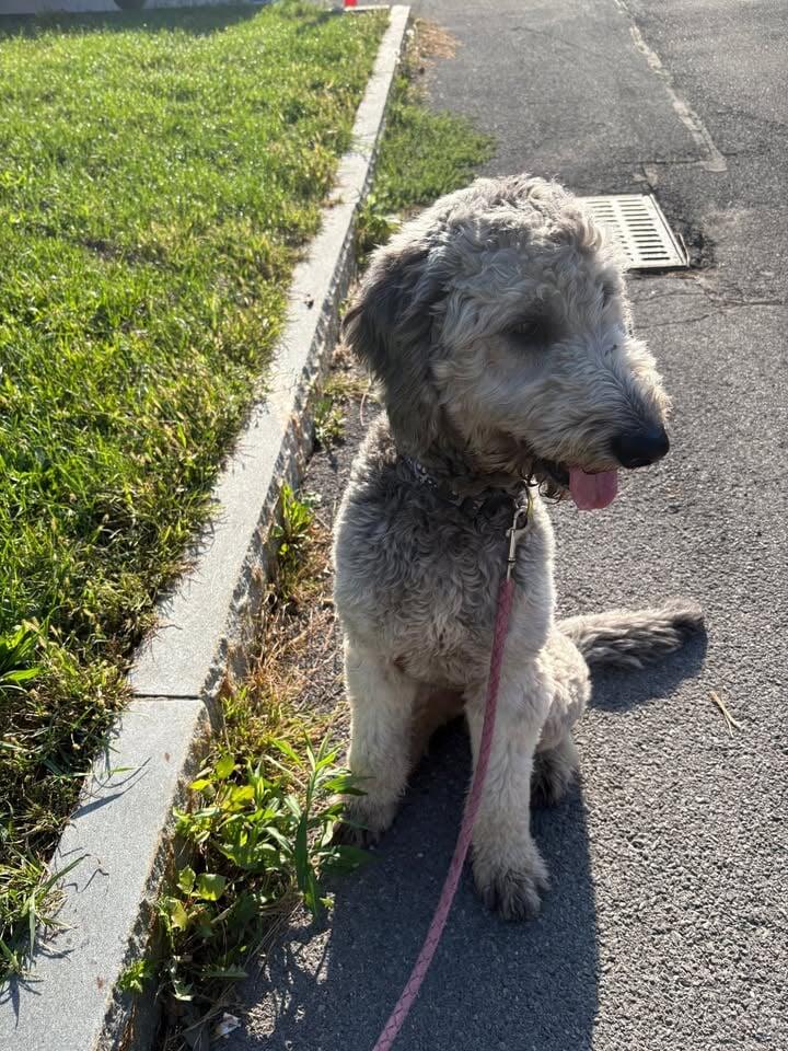 Lost goldendoodle found wandering Utica street - NewsBreak