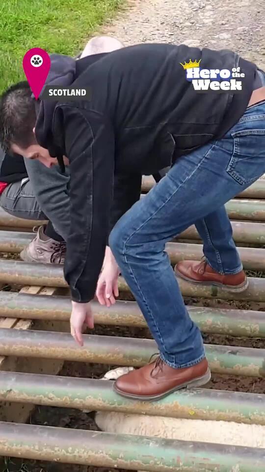 Lads Rescue Trapped Lamb from Cattle Guard Hero of the Weekmp4 - NewsBreak