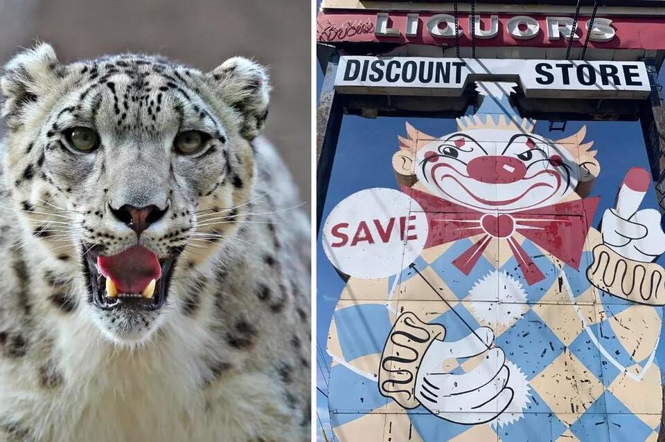 Leopard Once Escaped Zoo Near Where Middletown’s Evil Clown Now Wags ...