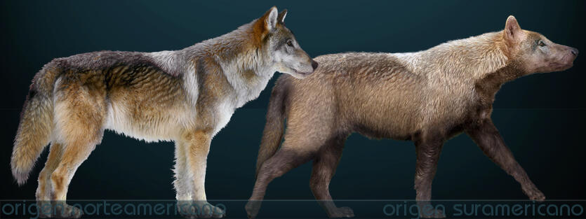 The Real Dire Wolf: Separating History, De-Extinction & Game of Thrones ...
