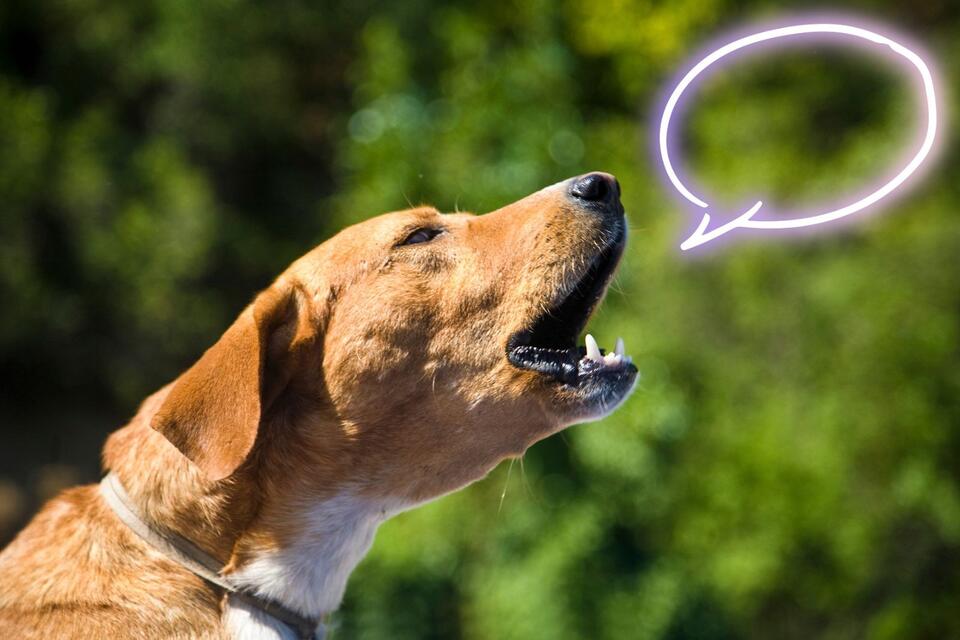 How Do Dogs Communicate? Understanding Canine Vocalizations - NewsBreak