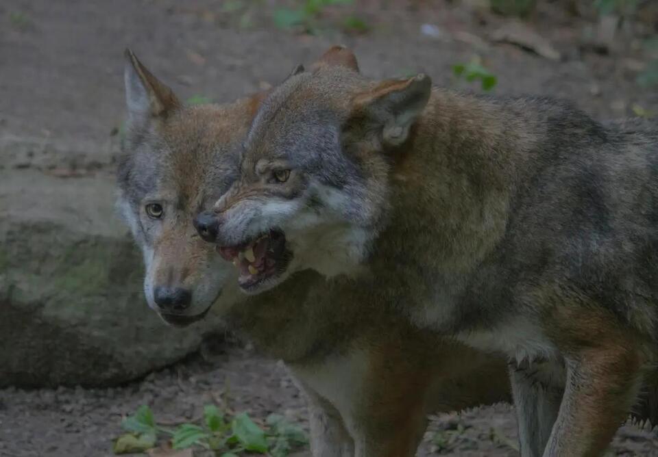 What happens to ecosystems when you restore iconic top predators? It’s ...