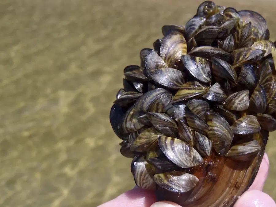 Small number of quagga mussels detected in Snake River near Twin Falls