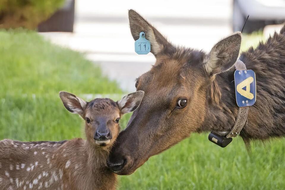 Aggressive elk chased mother and daughter near Rocky Mountain National ...