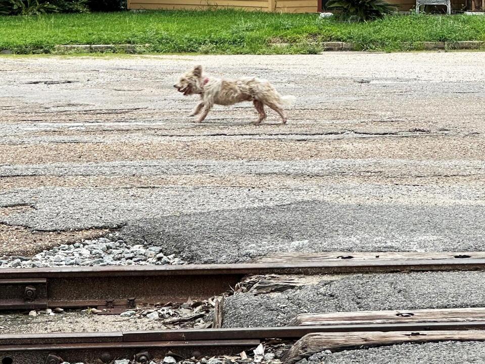 How a dog named Scrim evaded cages, a dart gun, nets and a posse to ...