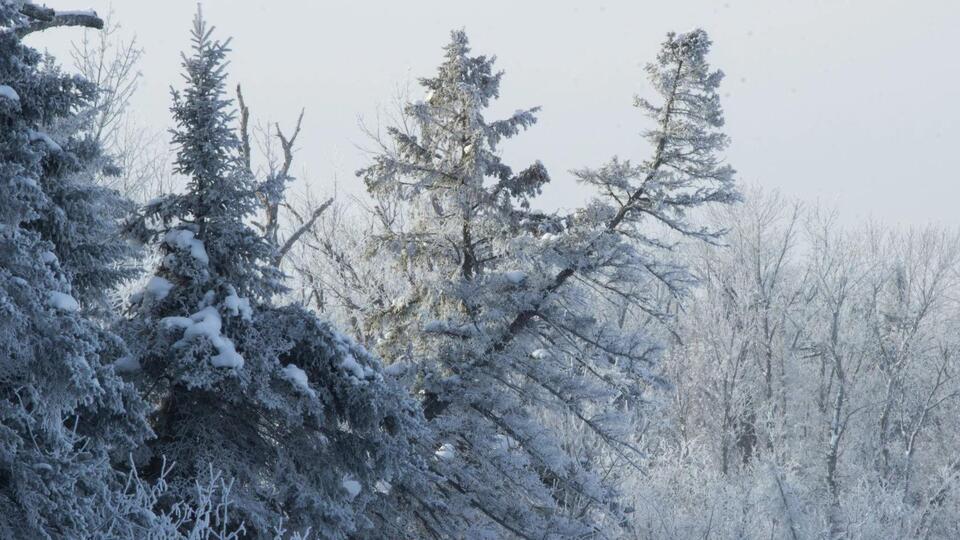 The Truth About How Minnesota Trees Survive Cold Temperatures - NewsBreak
