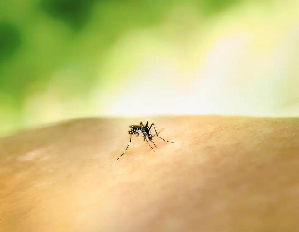 Avoid These Clothing Colors to Keep Mosquitoes Away in NJ - NewsBreak