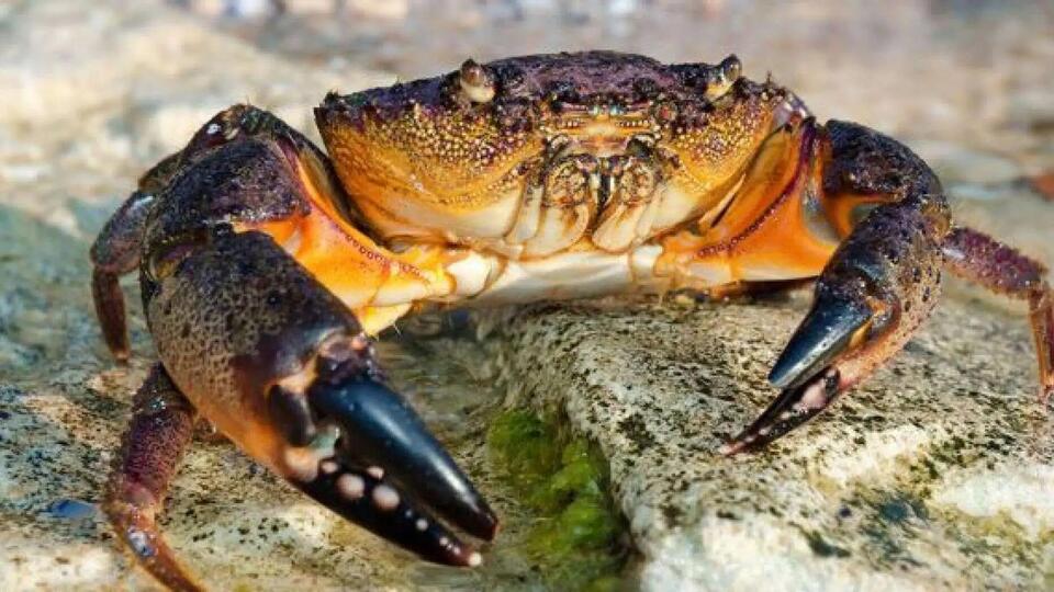 10 Types of Crabs You’ll Spot on Ocean City Beaches - NewsBreak