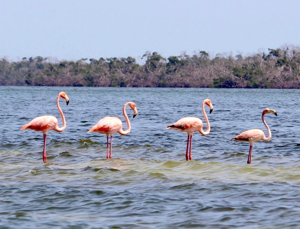 Rare sighting: Wild flamingos show up in Lemon Bay - NewsBreak