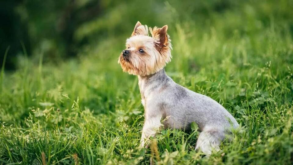 7 Adorable Pocket-Sized Dog Breeds for First-Time Owners - NewsBreak