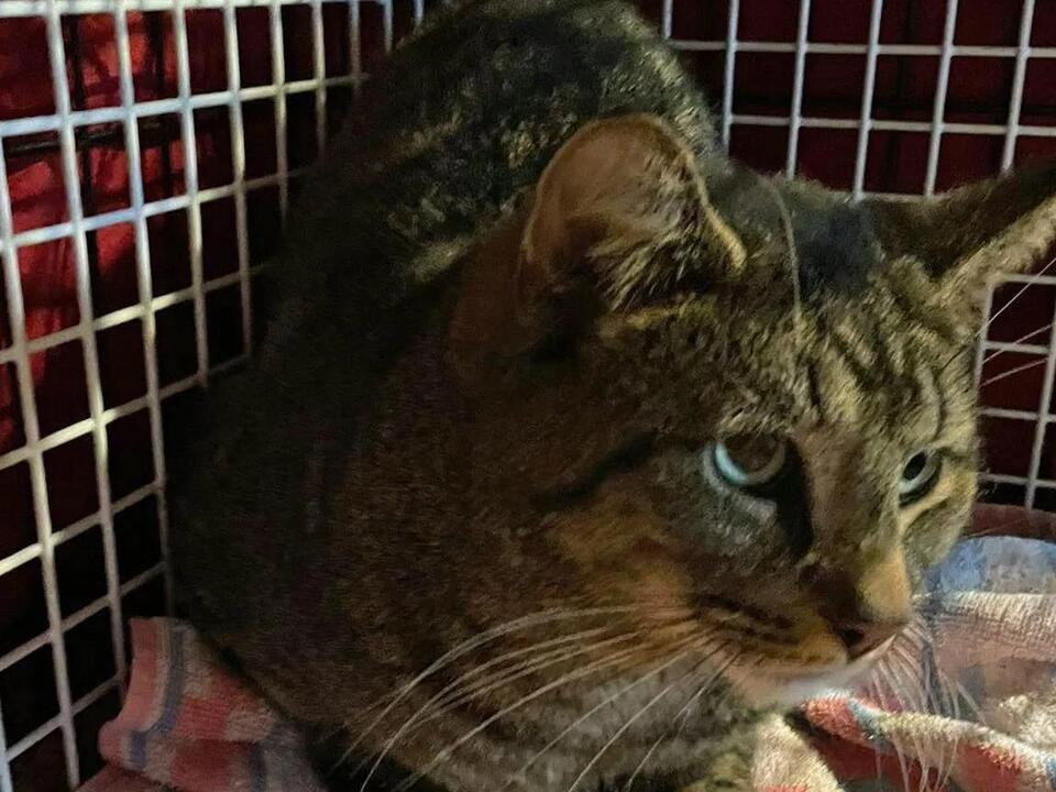 Animal rescue charity 'inundated' with 30 feral cats