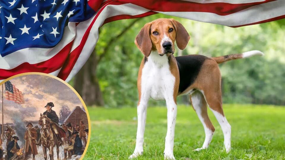 12 Dog Breeds Associated with American History - NewsBreak