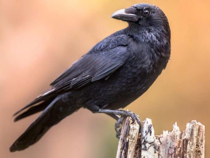 12 Animals That Represent Wisdom and Intelligence