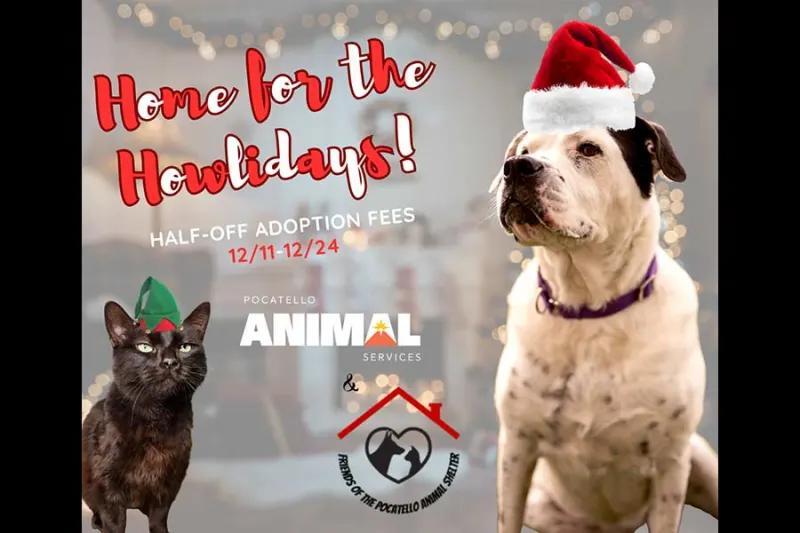Adoptions for cats and dogs over 7 months old are half price at local ...