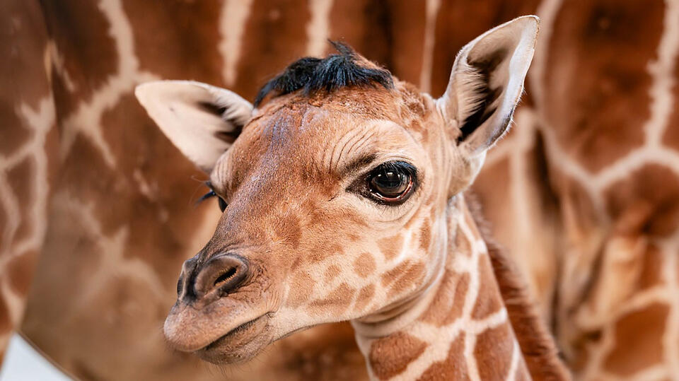 Meet the Toledo Zoo's 'neck-level adorable' addition: Eugene the ...
