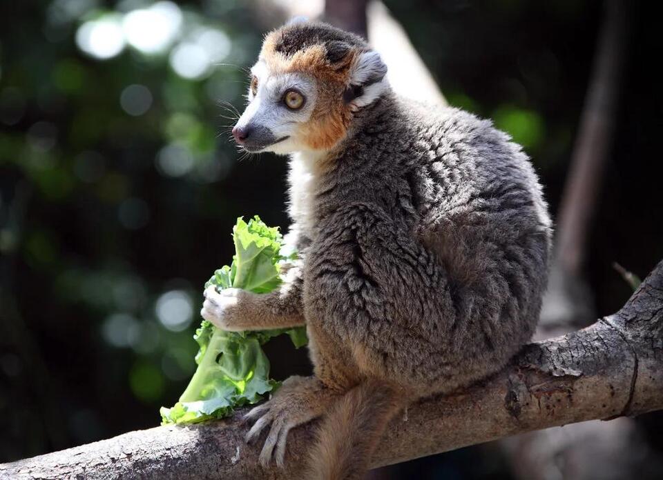 How to Tell If You’ve Found a Rare Animal in the Wild - NewsBreak