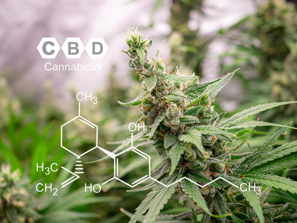 Study: CBD Reduces Parkinson’s Treatment Side Effect Without Hindering ...