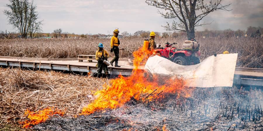 Wetlands Restoration Project began April 23 - NewsBreak