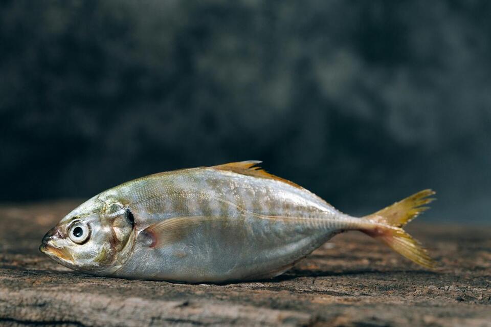 Big News! The Blind Squirrel Stolen Fish Is Back! - NewsBreak