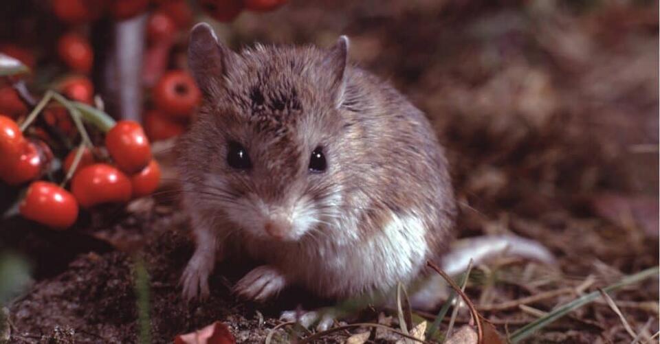 Types Of Mice: The 5 Most Common Mouse Species - NewsBreak