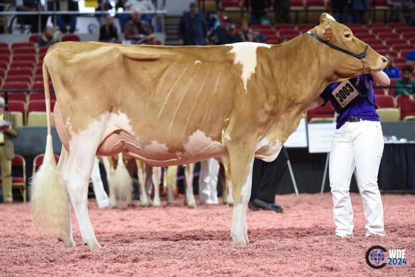 Upper Valley Guernsey cow 'Sassy' wins big at World Dairy Expo - NewsBreak