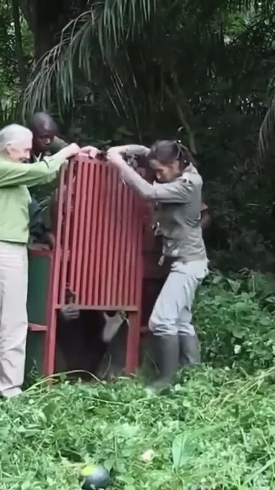 The touching moment when Wounda the chimpanzee hugs Dr Jane Goodall in ...