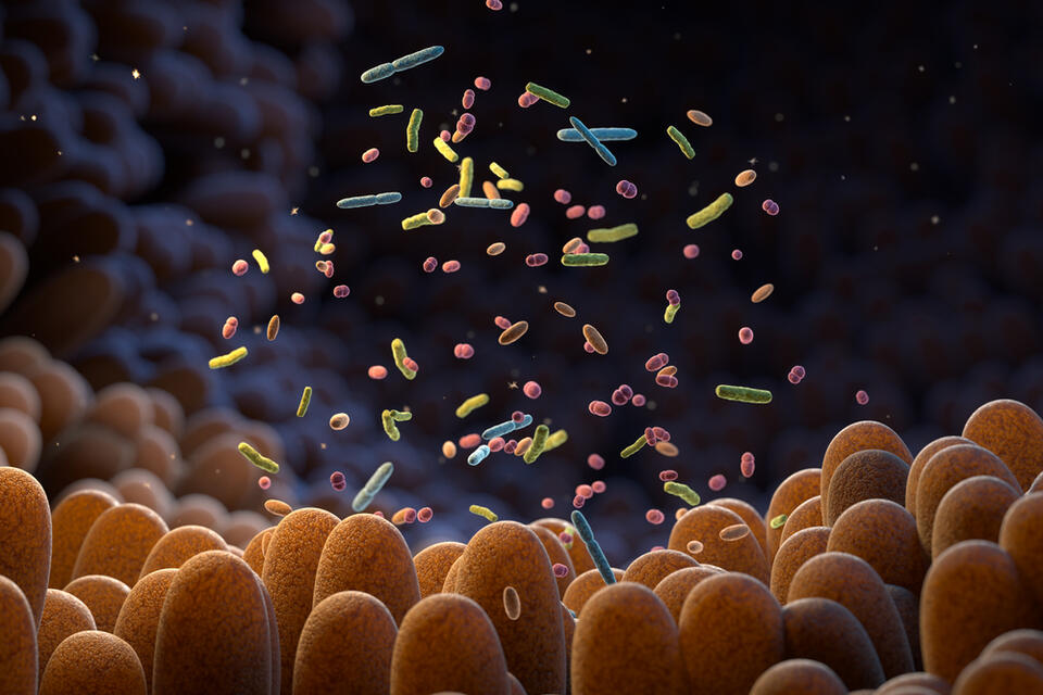 How the Microbiome Helps Wild Animals Adapt to Changing Environments ...