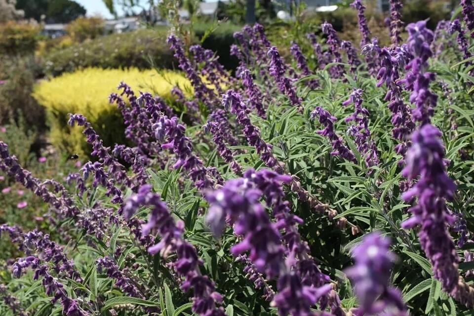 Plant These Vibrant Trees in Your California Garden for the Explosion ...