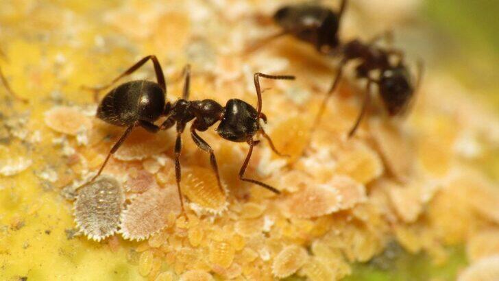 6 Things That Will Keep Ants Away From Your Home - NewsBreak