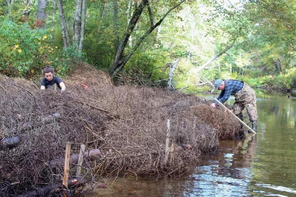 Donate Your Real Christmas Tree to Rhode Island’s ‘Trees for Trout’ Program, Save Aquatic Life ...