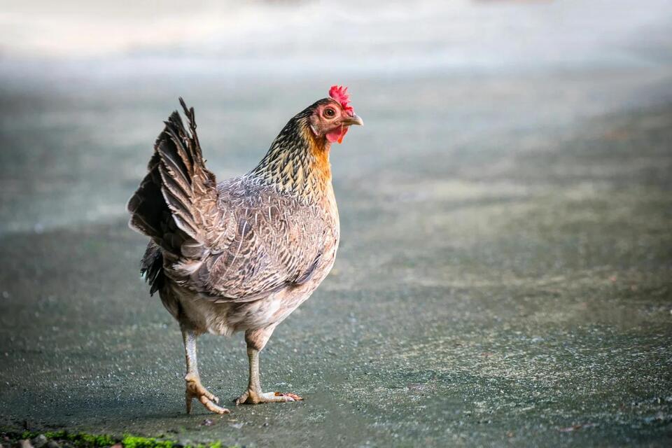 Veterinarians Are Saying Enough Is Enough as Avian Flu Exposes a Dark ...