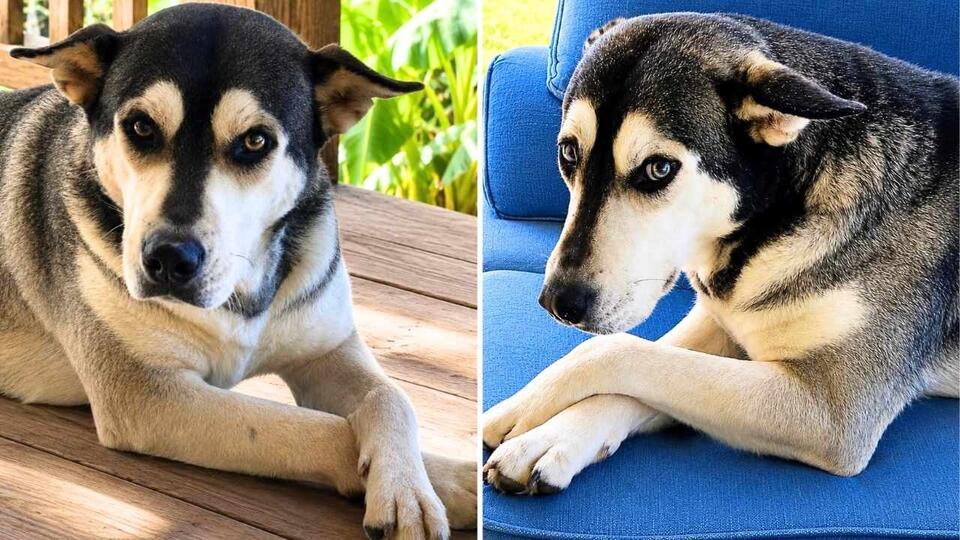 Meet Silky: The Young Husky Mix Pup Searching For Family After Life on ...