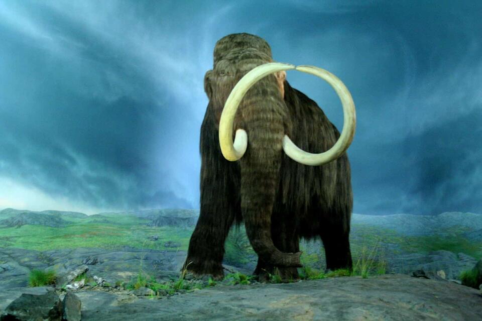 Synthetic Biology May Be the Future of Wildlife Conservation - NewsBreak