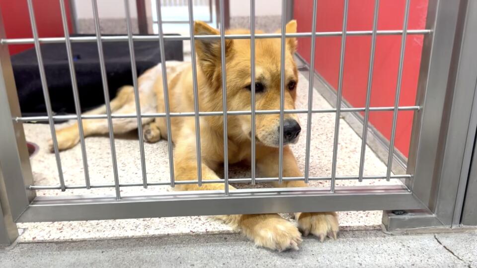 PACC hosts 'Dog Days of Summer' this Saturday, biggest free adoption ...
