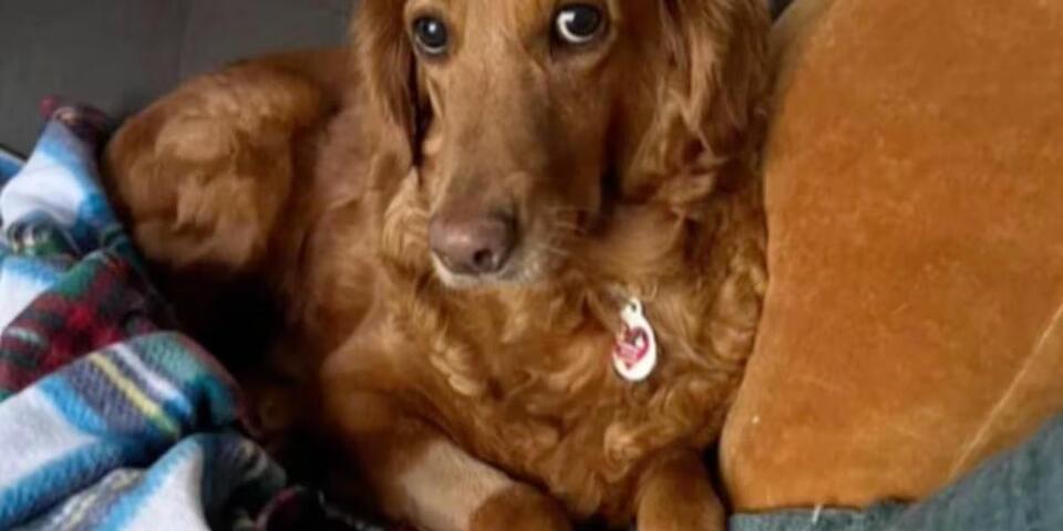 Leigh's Lost and Found Digital Extra: How dog trappers work & how you ...